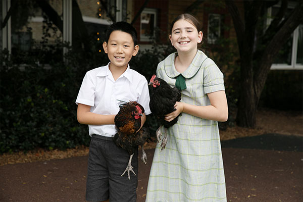 Cocurricular-Chickens | St Peter Chanel Catholic Primary School